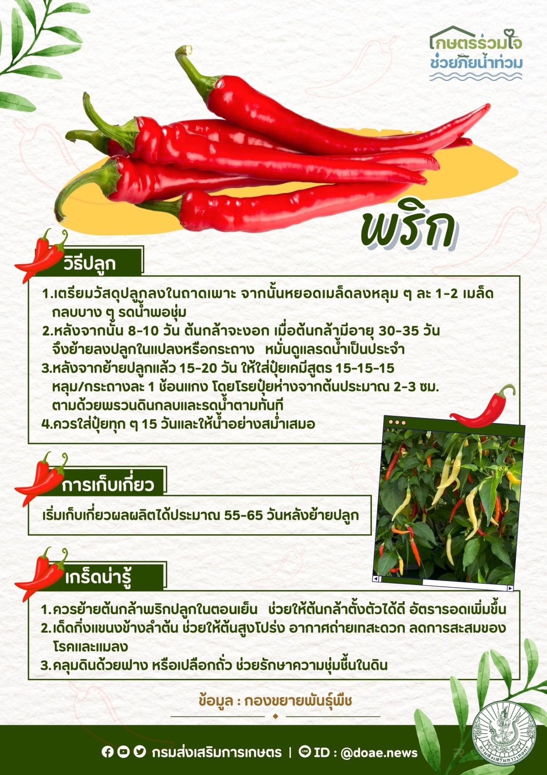 การปลูกพริก - สถานีวิทยุกระจายเสียงเพื่อการเกษตร