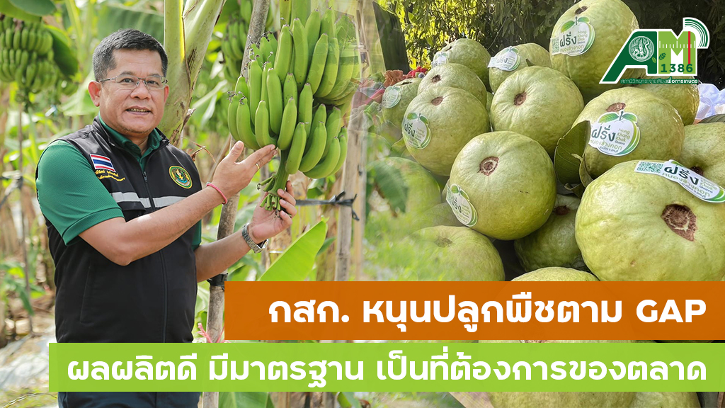 กสก. หนุนเกษตรกรปลูกพืชตามมาตรฐาน GAP - สถานีวิทยุกระจายเสียงเพื่อการเกษตร